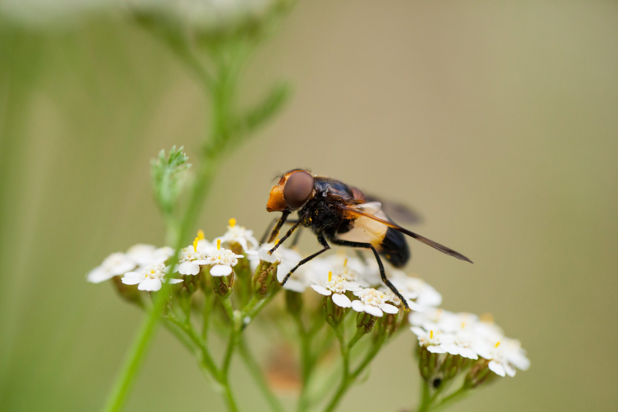 Näin erotat ampiaisen, mehiläisen ja kimalaisen - Hyönteismaailma