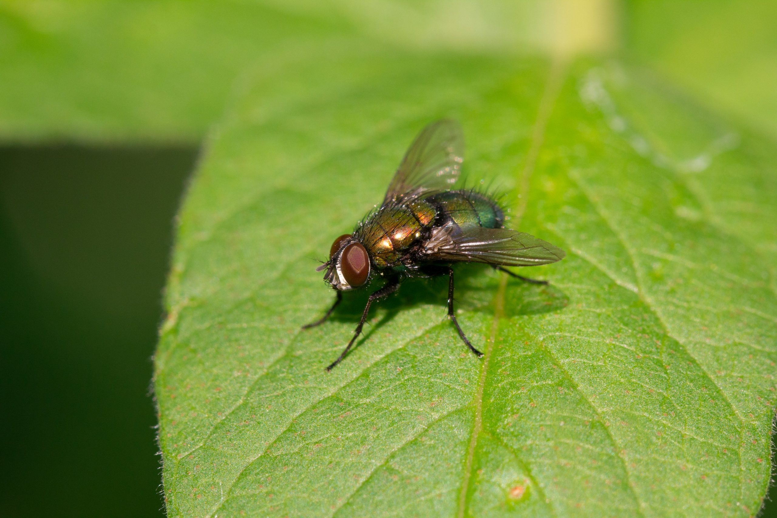 Kärpästen torjunta - Hyönteismaailma