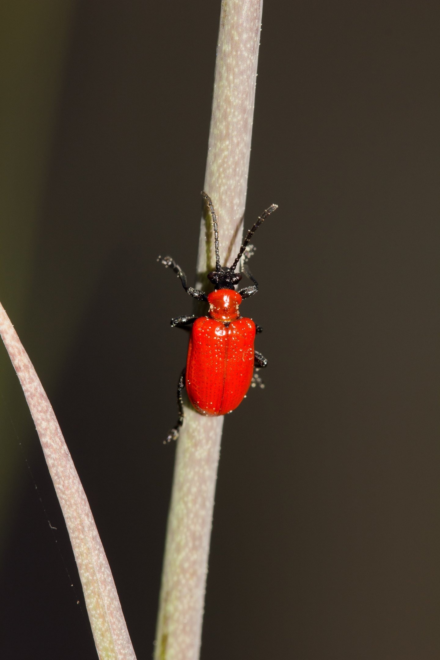 Liljakukko - Hyönteismaailma